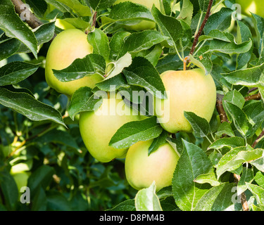 Ripe golden apples in a farm orchard Stock Photo - Alamy
