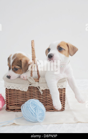 lone jack russell Stock Photo - Alamy