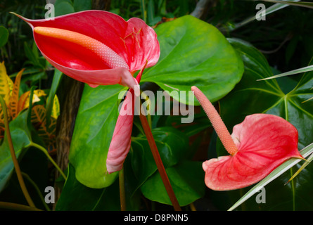 Red Arum Lilies Stock Photo - Alamy
