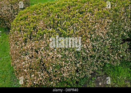 box blight buxus box hedge damage damaged evergreens shrubs hedges ...