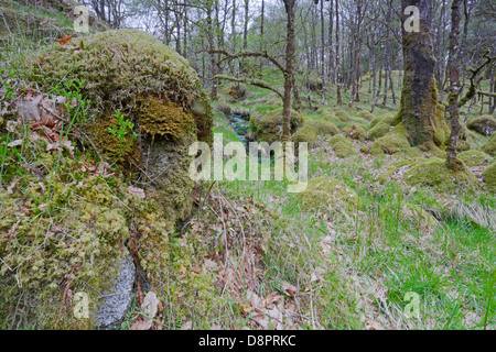 Image of the Ariundle Forest on Ardnamurchan Stock Photo - Alamy