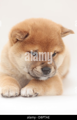 Sad shiba inu dog. Close up pet portrait at nature Stock Photo - Alamy