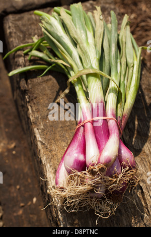 Bunch of fresh red spring onions on rustic wooden cutting board Stock ...