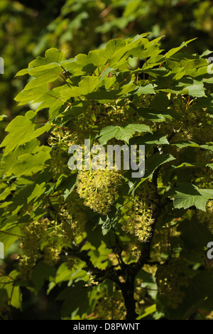 Sycamore tree in flower Stock Photo - Alamy