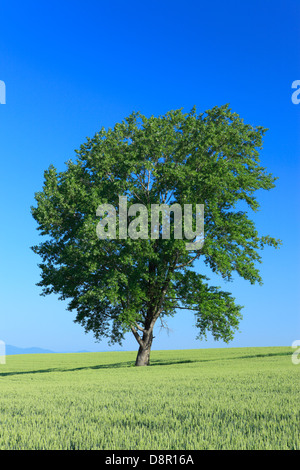 The philosophy tree in Biei, Hokkaido Stock Photo - Alamy
