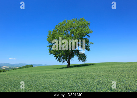 The philosophy tree in Biei, Hokkaido Stock Photo - Alamy