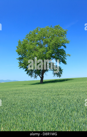The philosophy tree in Biei, Hokkaido Stock Photo - Alamy