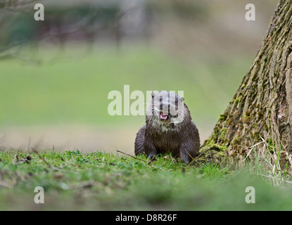 Eurasian otter / European river otter (Lutra lutra) swimming in pond ...