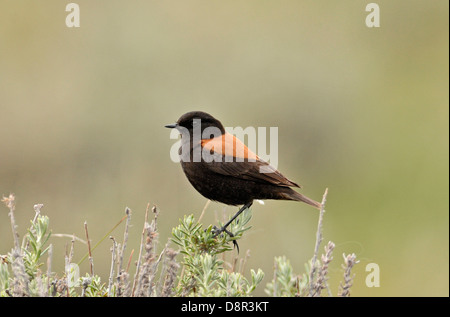 Austral Negrito Lessonia rufa Tierra del Fuego South America Stock ...