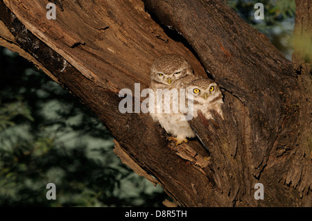 Spotted owlet (Athene brama) in the nature, Thailand Stock Photo - Alamy