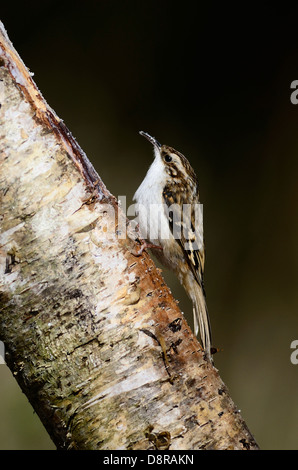 Treecreeper searching for insects Stock Photo - Alamy