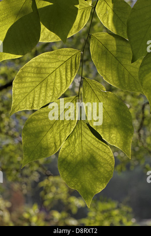 Kentucky yellowwood or American yellowwood, Amerikanisches Gelbholz ...