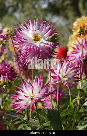 Decorative dahlia (Dahlia Explosion Stock Photo - Alamy