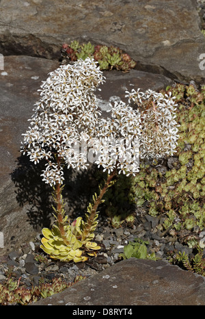 Saxifraga cotyledon, Pyramidal saxifrage Stock Photo - Alamy