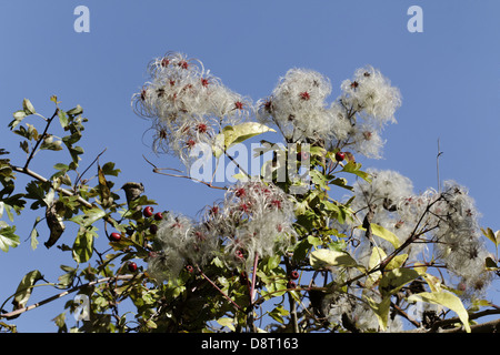 A sweet briar bush (Rosa rubiginosa) in full flower at Ivinghoe Beacon ...