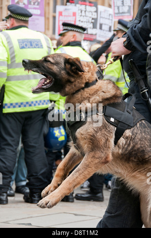 Alsatian Police dog on patrol ready to attack at protest Stock Photo ...