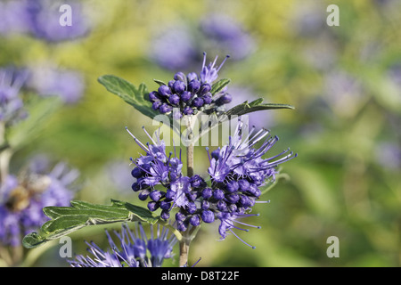 Caryopteris clandonensis Blue Balloon, Bluebeard Stock Photo - Alamy