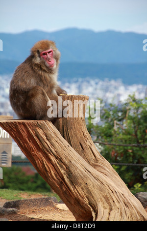 Japanese macaque on a trunk, Iwatayama monkey park, Kyoto, Japan Stock ...