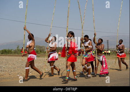 Zulu maidens deliver reed sticks to the King, Zulu Reed Dance at ...