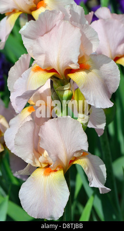 Pink iris flowers Stock Photo - Alamy