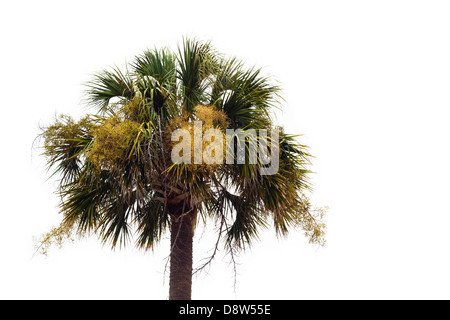 Palmetto palm tree, the state tree of South Carolina and its shadow on ...