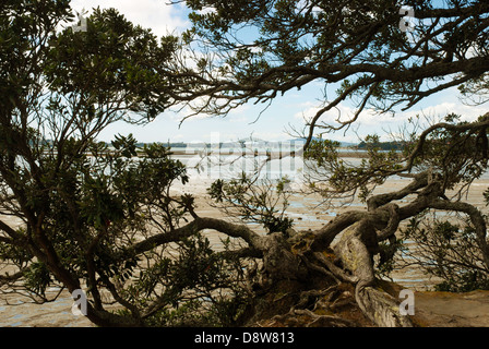 Beach at Kauri Point Centennial Park, Auckland, New Zealand Stock Photo ...