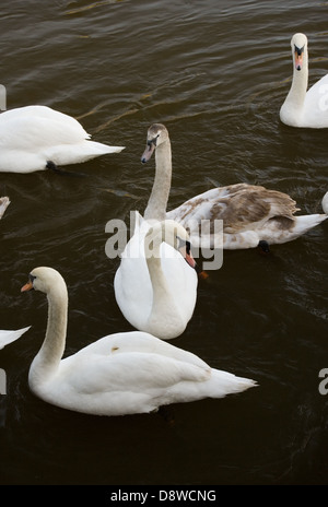 Swans and signets on the river gathering for food Stock Photo - Alamy