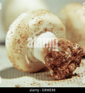 Selective focus of White button mushroom (Agaricus bisporus) on the ...