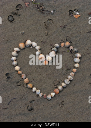 Shells on a beach, Sweden Stock Photo - Alamy