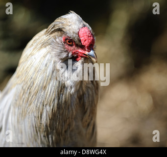 Portrait of a grey cockerel Stock Photo - Alamy