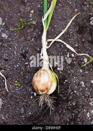 High angle view of onion on wooden table Stock Photo - Alamy