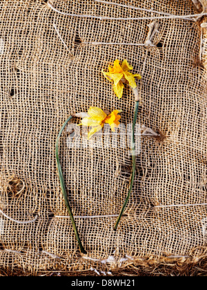 Two withered daffodil Stock Photo - Alamy