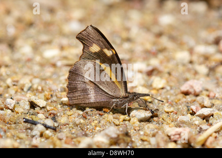 The Club Beak (Libythea myrrha) is a butterfly found in Asia that ...