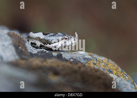 Horned Viper (Vipera ammodytes) close-up of head, Bulgaria, April Stock ...