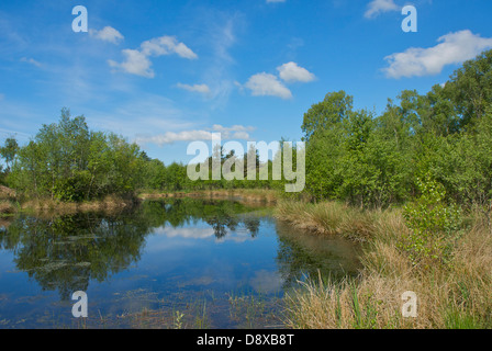 Foulshaw Moss, one of Cumbria Wildlife Trust's nature reserves, South ...