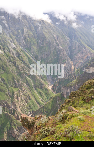 Cruz del Condor, Colca canyon, Peru Stock Photo - Alamy