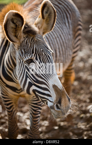 Grevy s Zebra Equus grevyi Stock Photo - Alamy