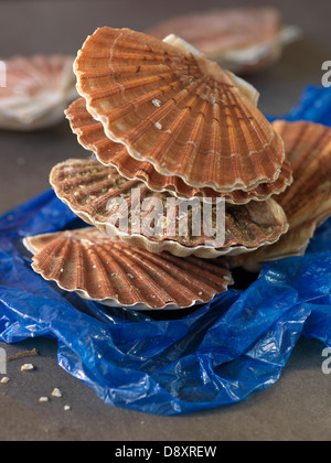 A pile of scallops in their shell Stock Photo - Alamy