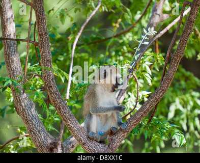 Blue Balled Monkey in Haller Park Stock Photo - Alamy