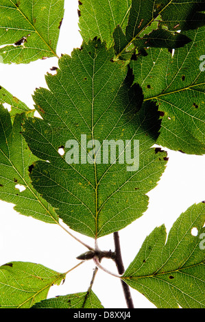 Green leaves against white background Stock Photo - Alamy