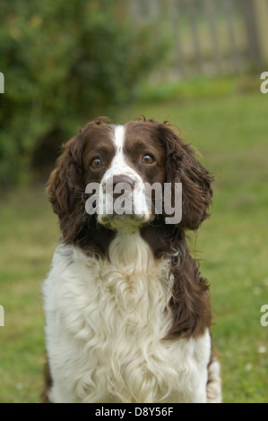 Light brown springer spaniel outside in the countryside, Scotland UK ...