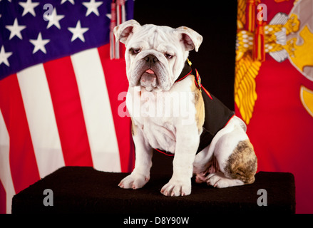 Sgt. Chesty XIII, official mascot of the Marine Corps, stands by Sgt ...