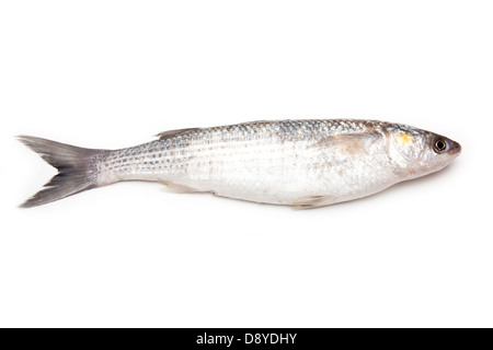 Grey Mullet or flathead mullet fish (Mugil cephalus) isolated on a ...