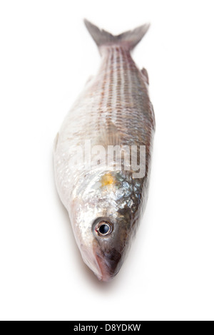 Flathead Grey Mullet - Fish on white Background Stock Photo - Alamy
