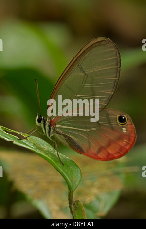 Blushing, Phantom, Cithaerias, pireta, butterfly, butterflies, insect ...