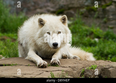 Alpha male Arctic wolf portrait in winter Stock Photo: 51840391 - Alamy