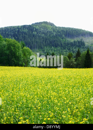 Sweden - Angermanland - Forest Stock Photo - Alamy