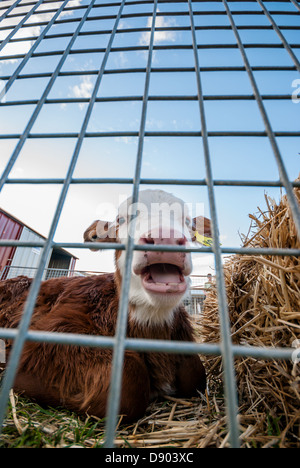 Baby cow calf in a cage Stock Photo - Alamy