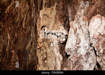 Ancient yew tree in the churchyard in the village of Upper Farringdon ...