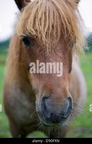 A Shetland Pony looking up Stock Photo - Alamy